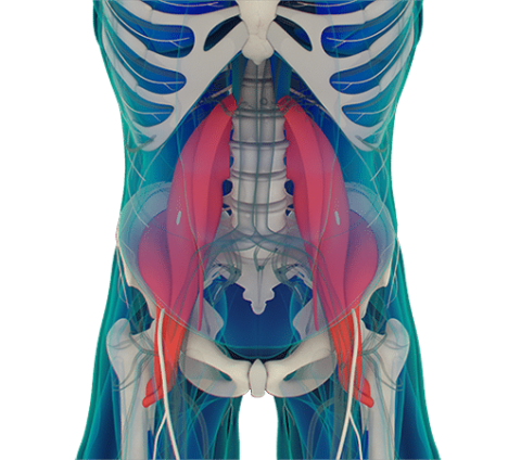 Psoas Massage: Verzacht stressklachten in onderrug en buik